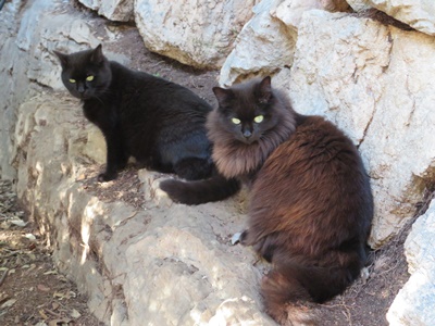 Cats of Mallorca | Rajalary