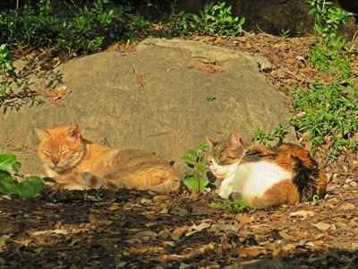 Cats of Mallorca | Rajalary