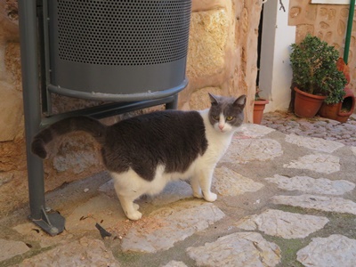 Cats of Mallorca | Rajalary