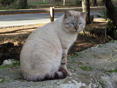 Cats of Mallorca | Rajalary